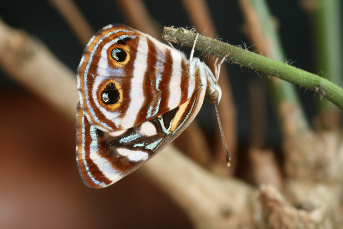 Papillons de Guyane